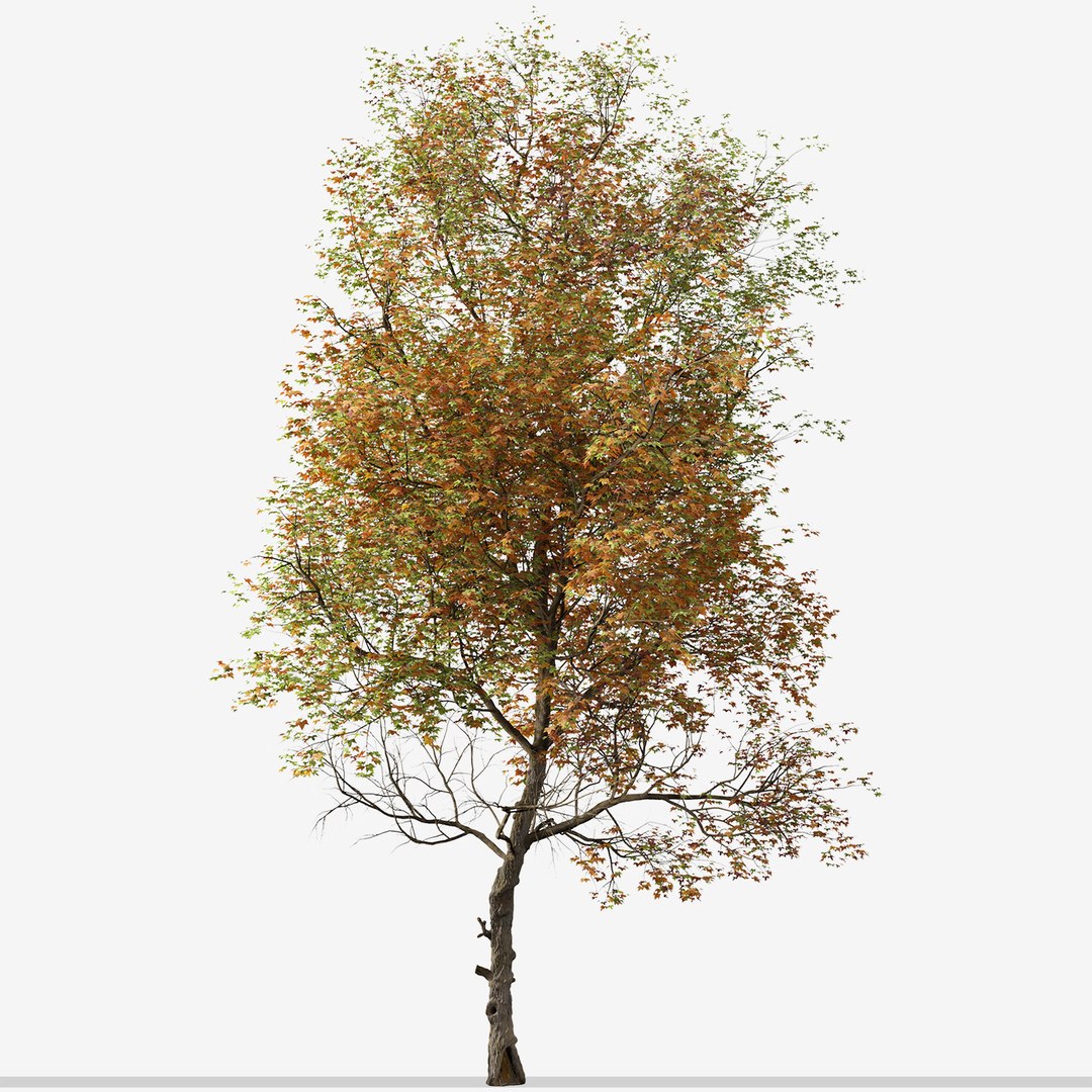 Set Of Liquidambar Formosana Or Formosan Gum Trees - 2 Trees Model ...