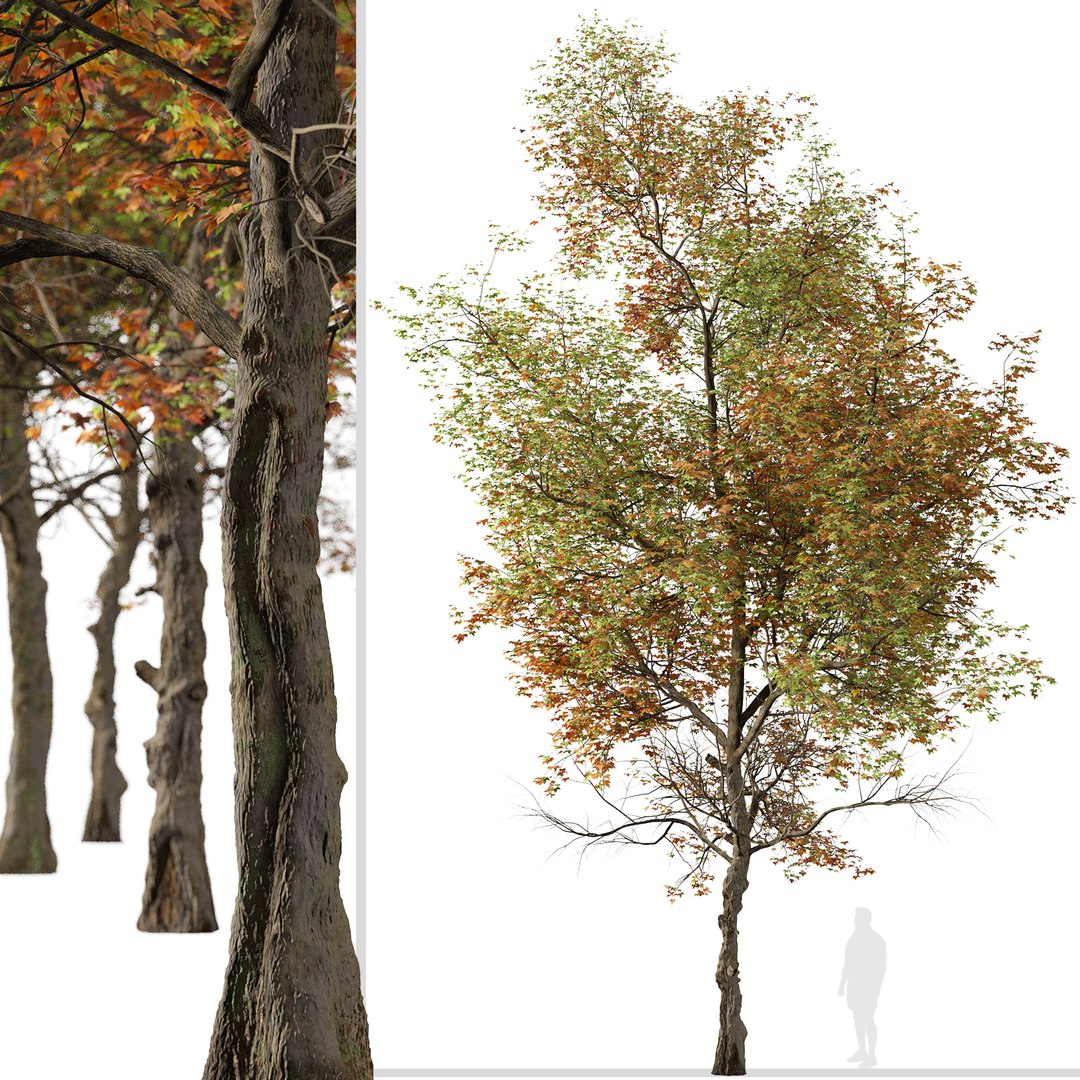 Set Of Liquidambar Formosana Or Formosan Gum Trees - 2 Trees Model ...