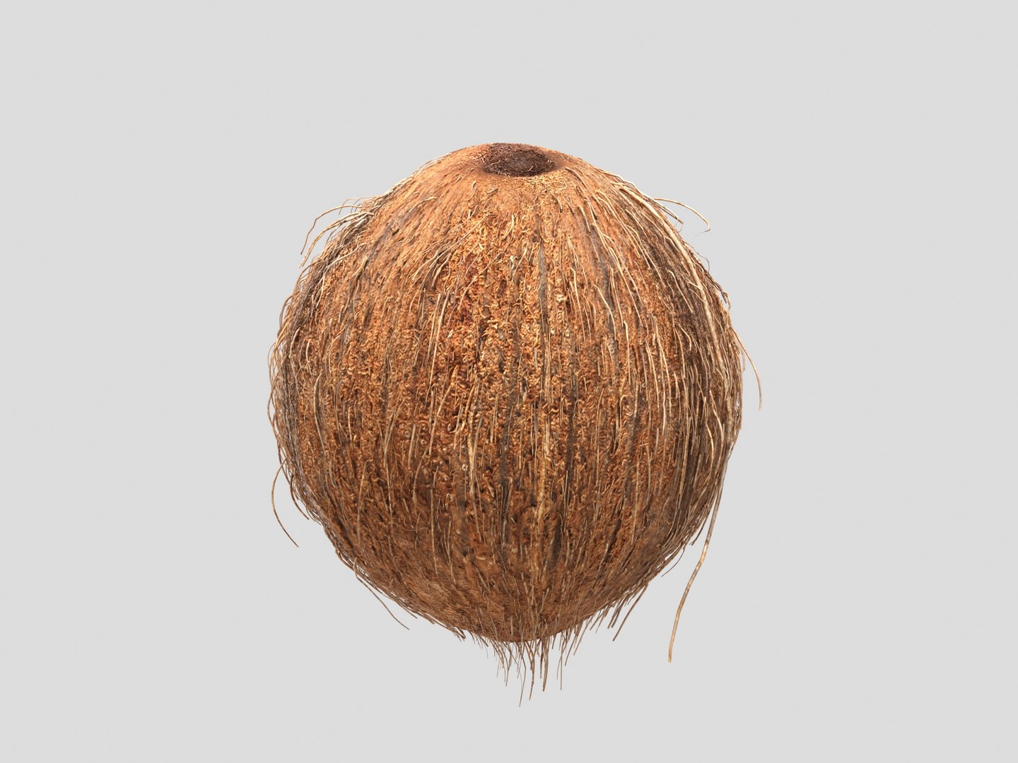 3D Model Coconut Whole And Party On Scene - TurboSquid 1762946