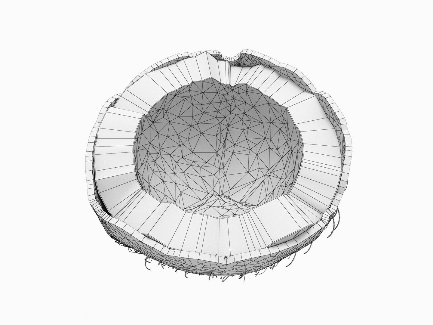 3D Model Coconut Whole And Party On Scene - TurboSquid 1762946