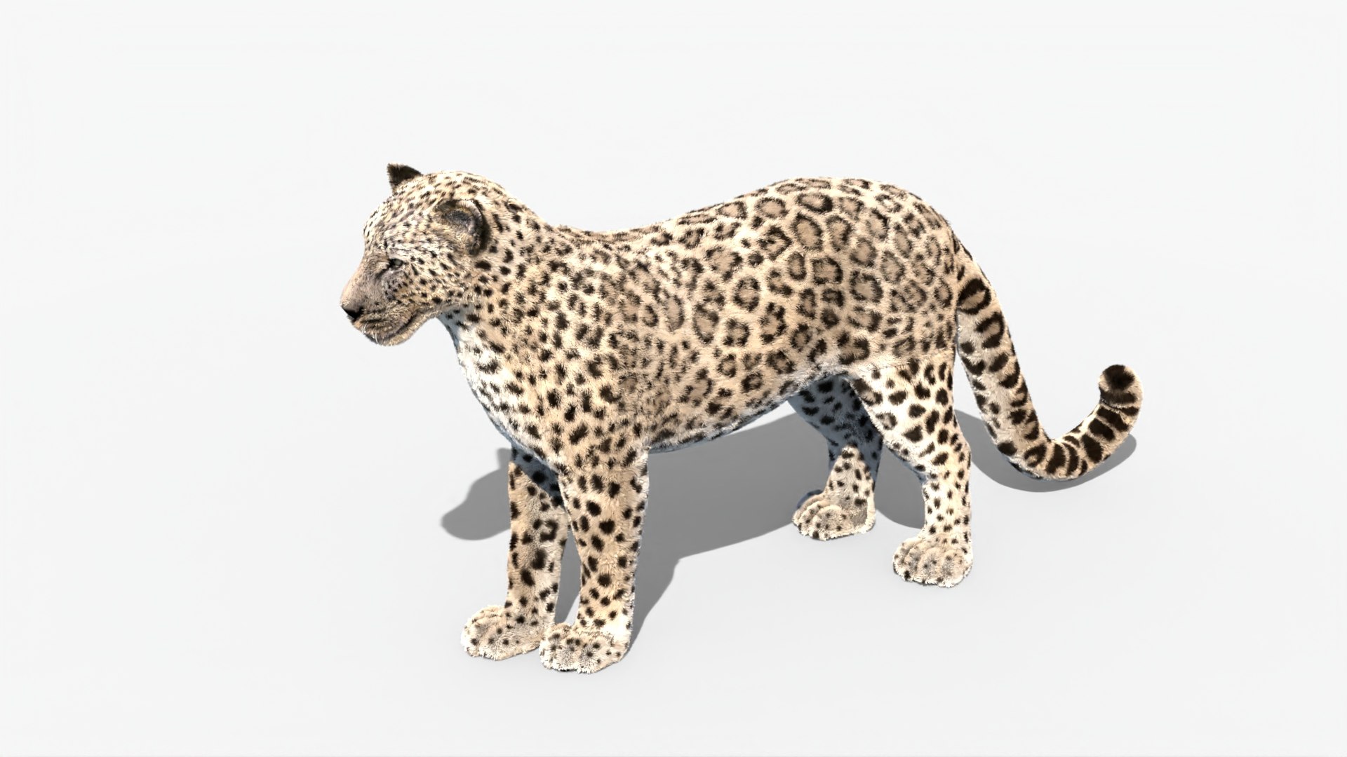 MAYA XGEN FUR Leopard 3D - TurboSquid 2038496