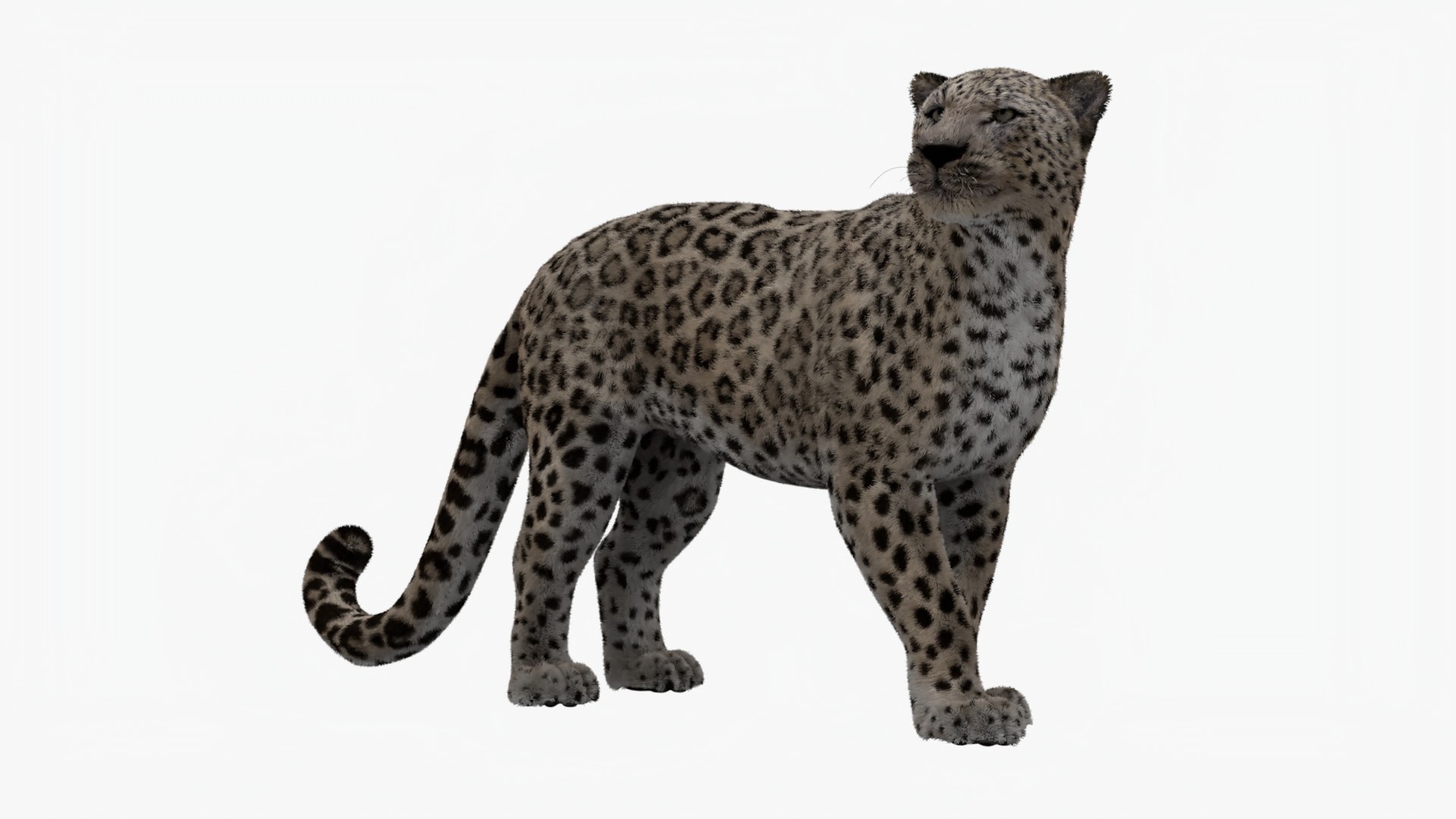 MAYA XGEN FUR Leopard 3D - TurboSquid 2038496