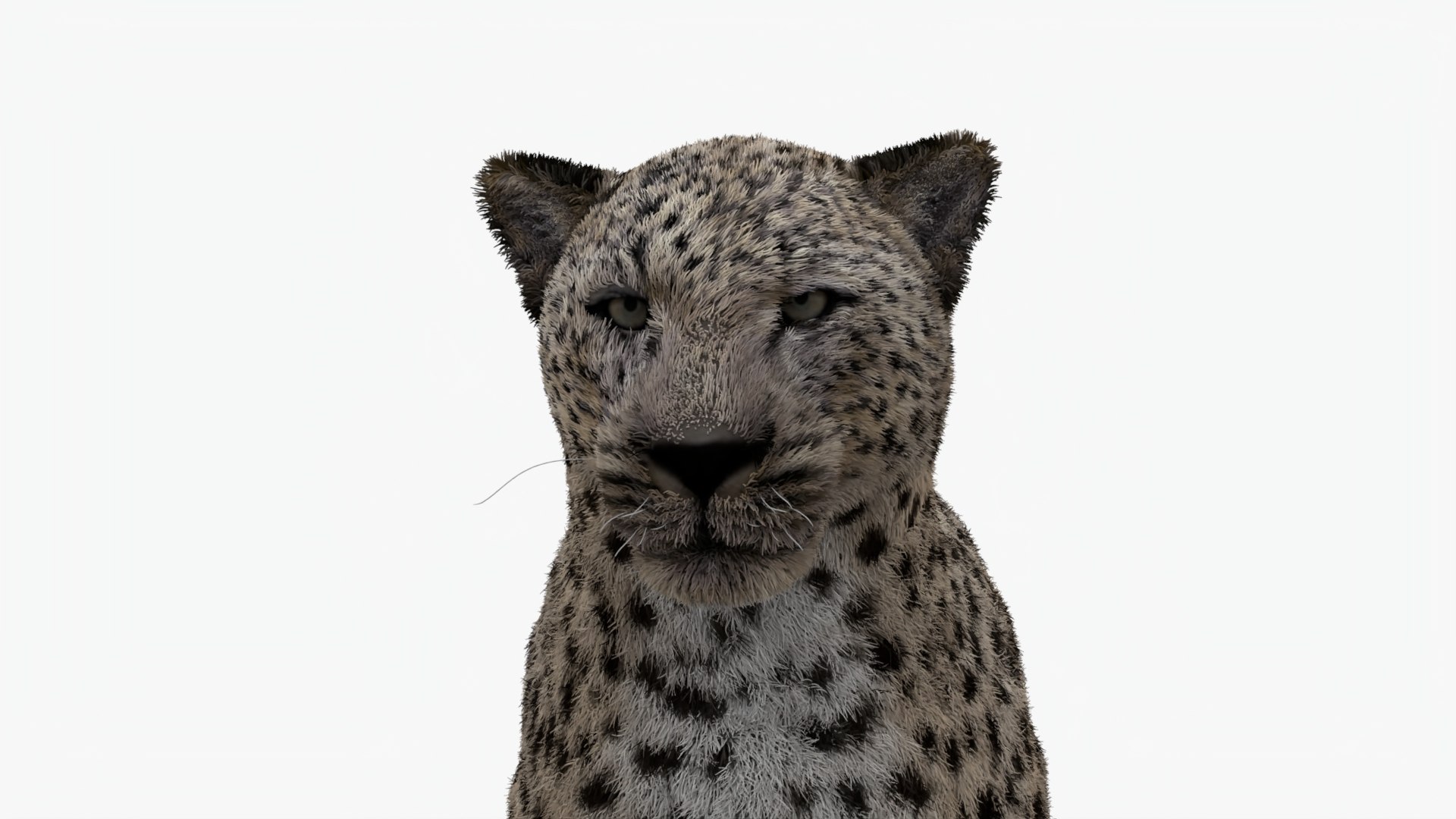 MAYA XGEN FUR Leopard 3D - TurboSquid 2038496