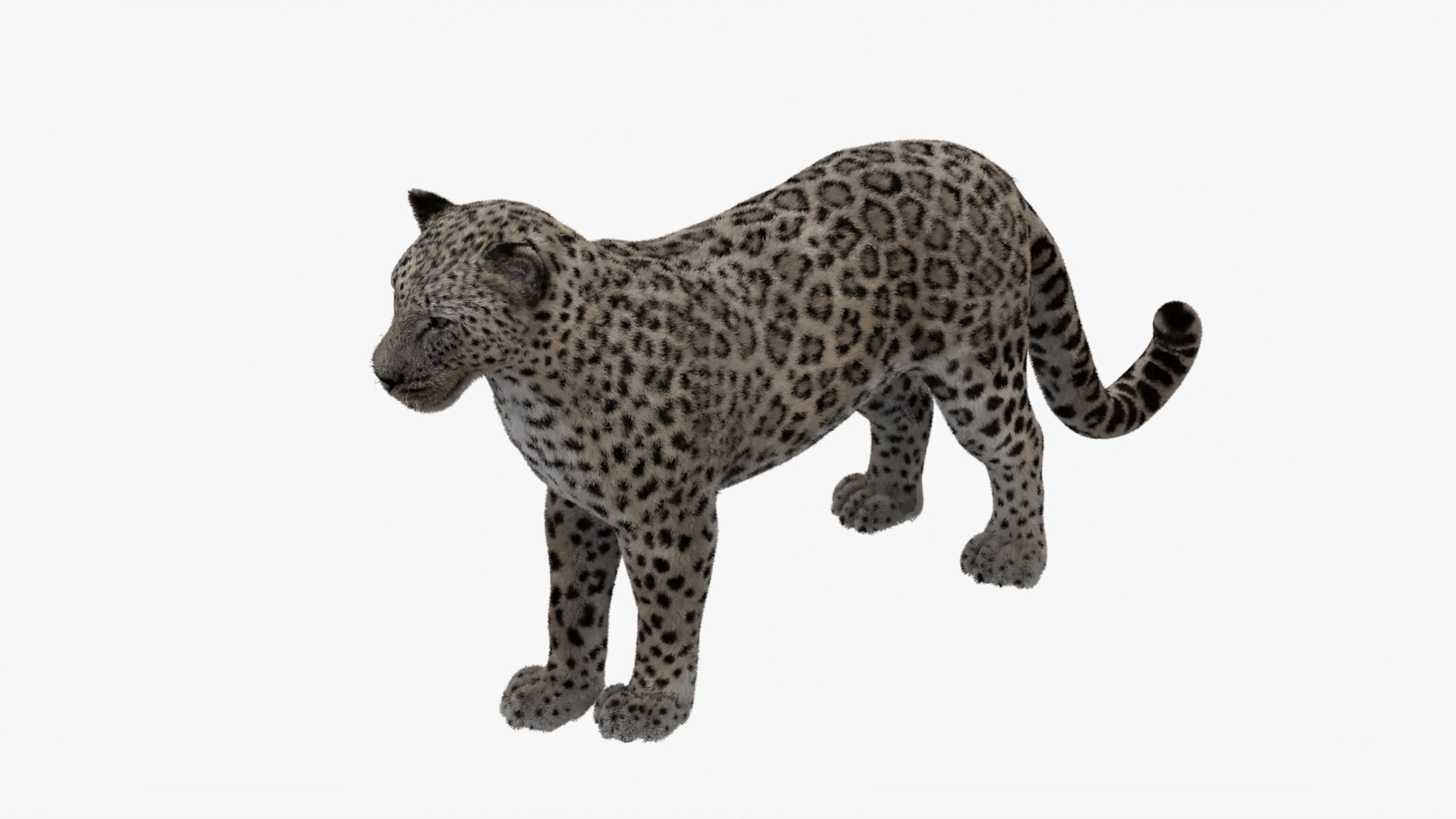MAYA XGEN FUR Leopard 3D - TurboSquid 2038496