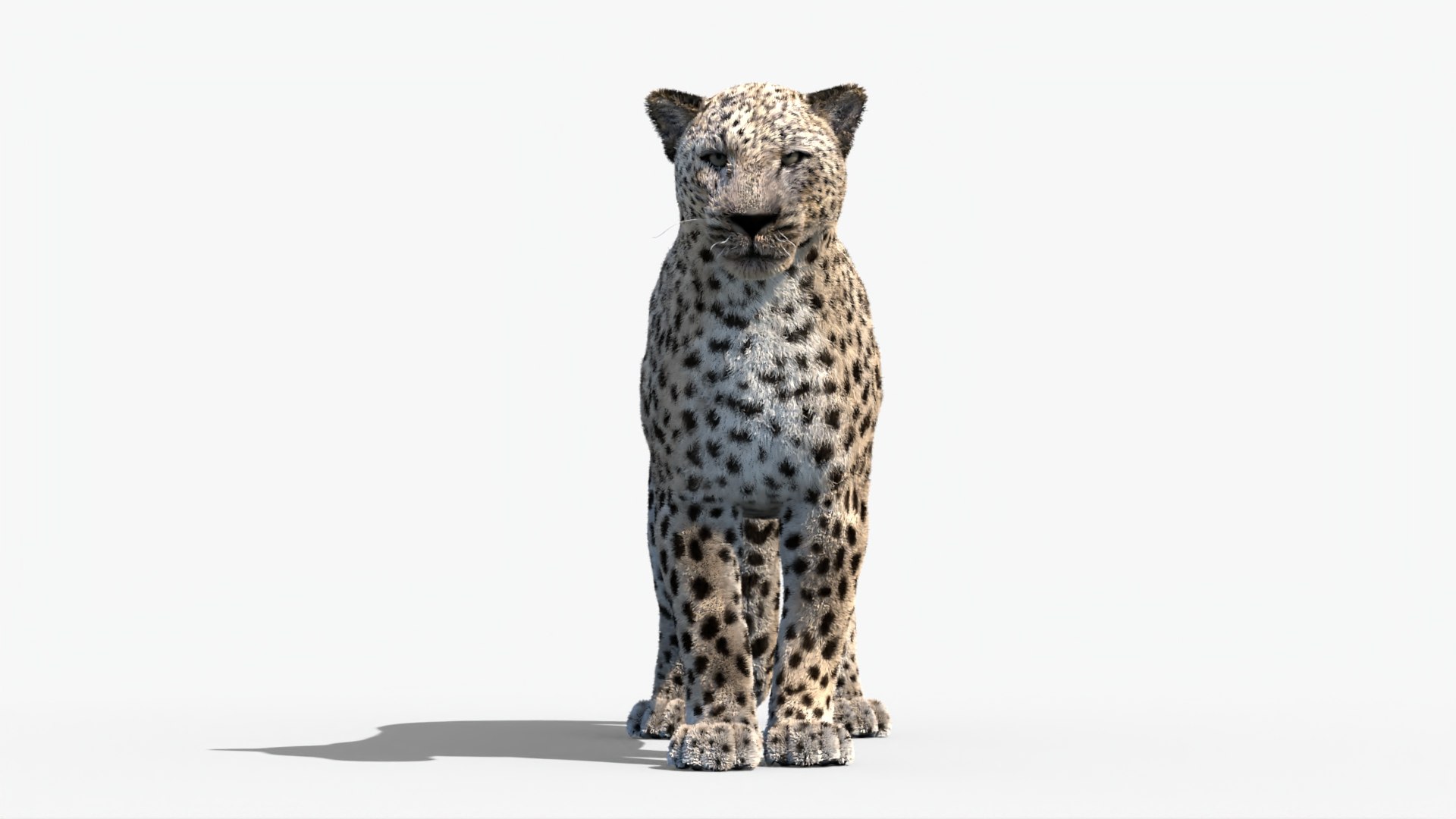 MAYA XGEN FUR Leopard 3D - TurboSquid 2038496