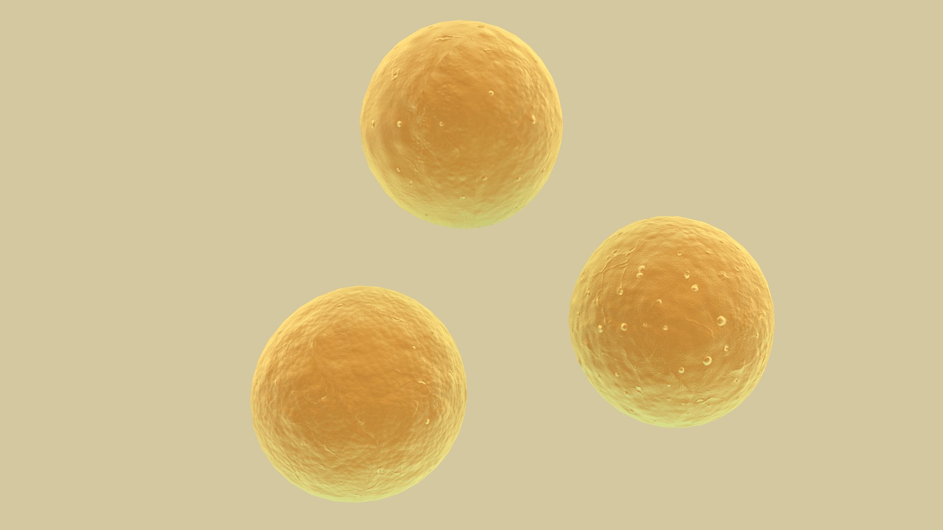 Coccus model - TurboSquid 2126024