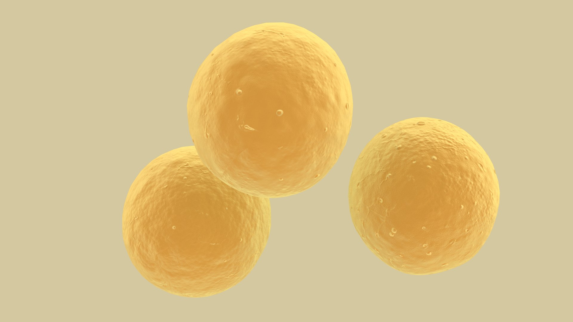 Coccus model - TurboSquid 2126024