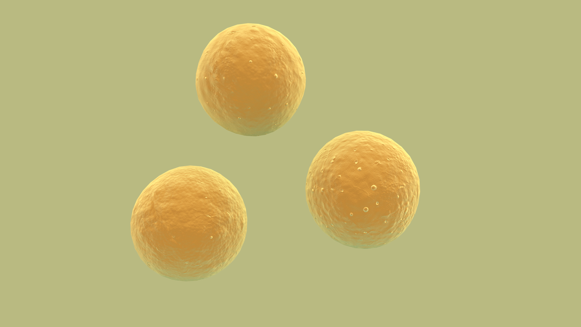 Coccus Model - TurboSquid 2126024