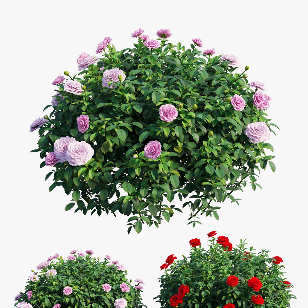 Rose Plant Set 53 Set 01 3D - TurboSquid 1728194