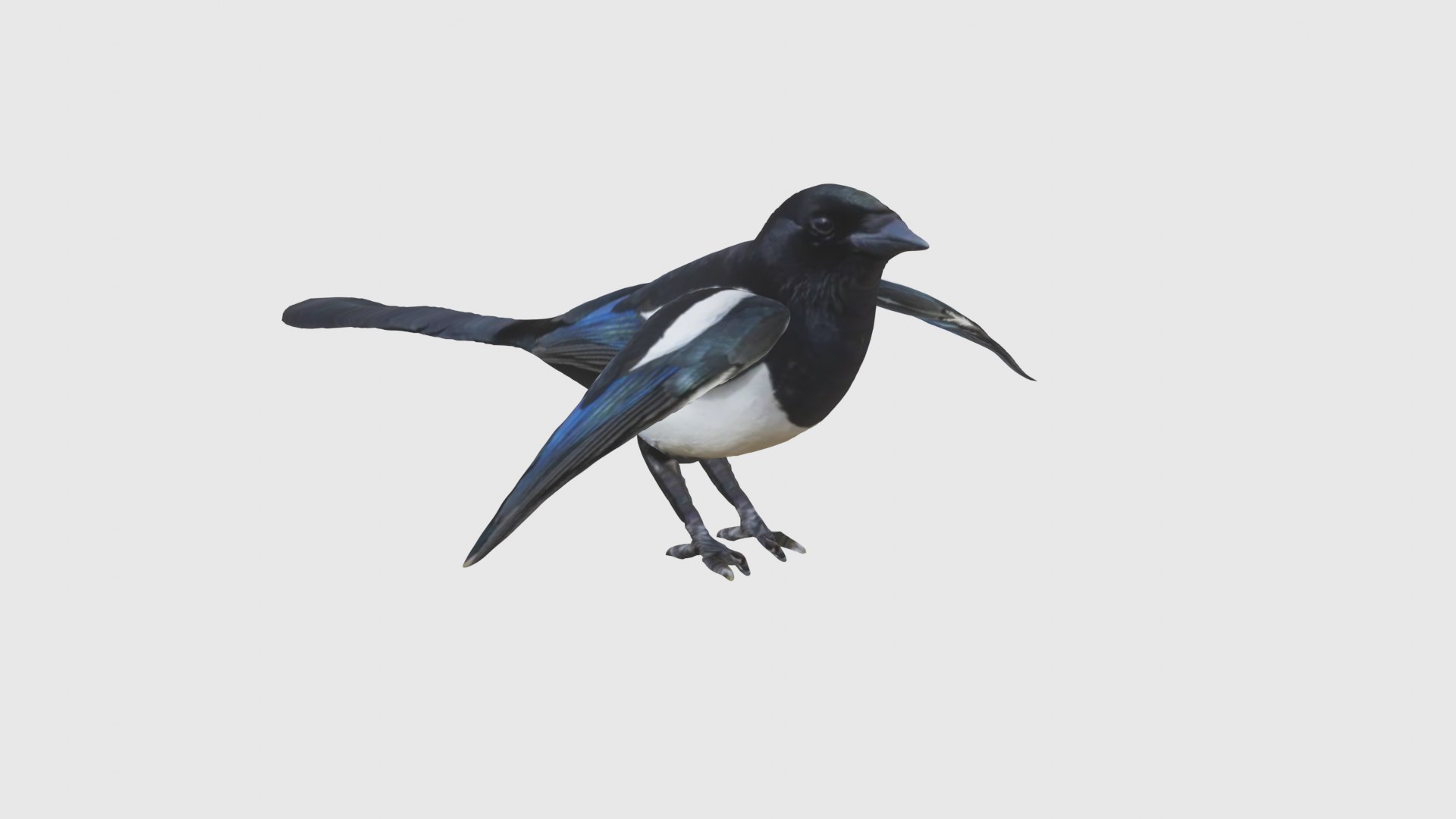 Low Poly Magpie Rigged With Realistic Texture 3D - TurboSquid 1875972