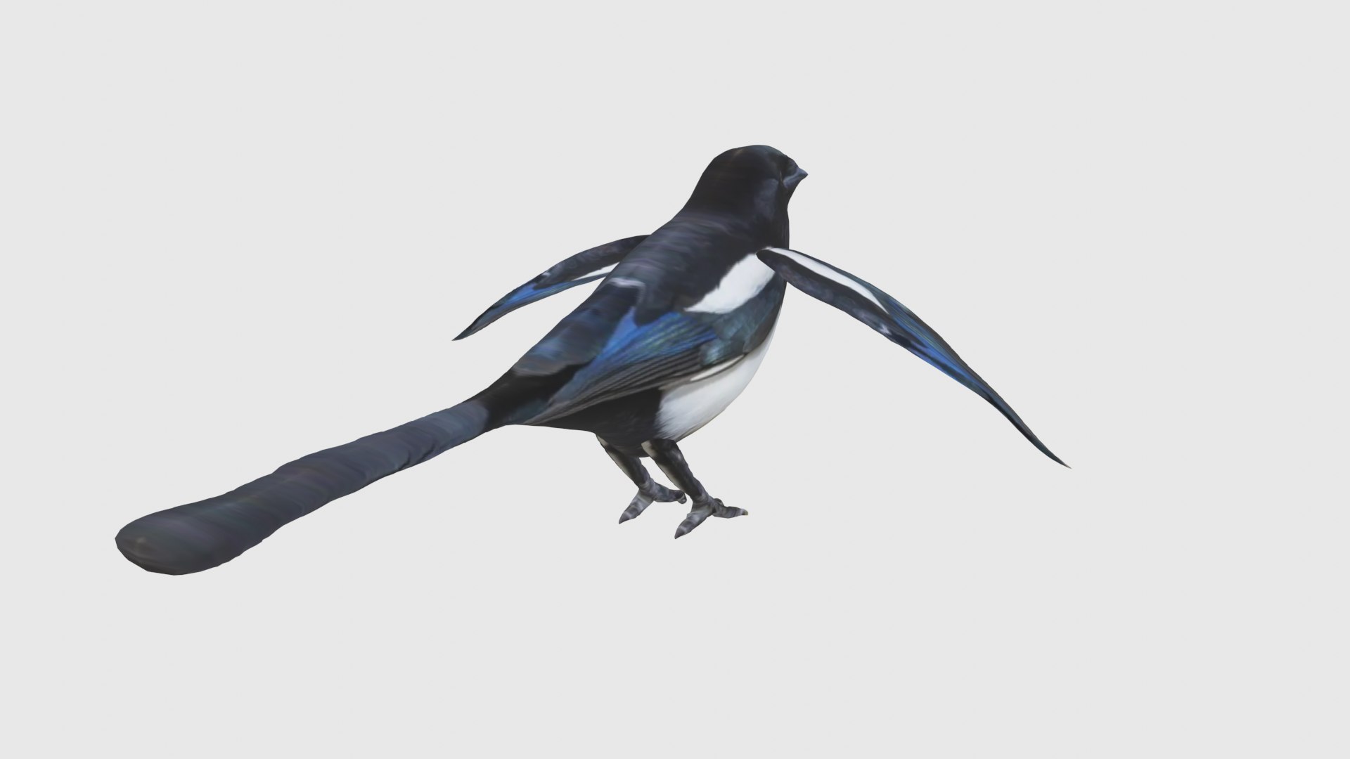 Low Poly Magpie Rigged With Realistic Texture 3D - TurboSquid 1875972