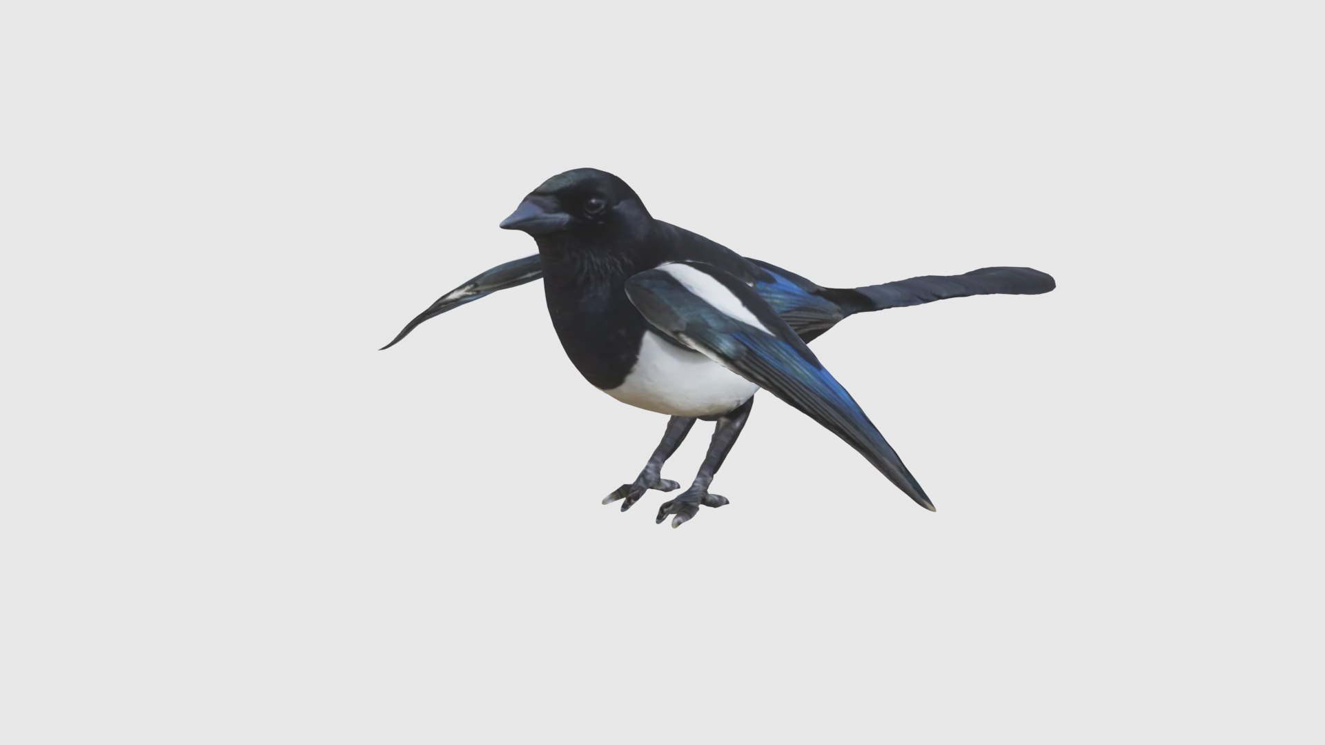 Low Poly Magpie Rigged With Realistic Texture 3D - TurboSquid 1875972
