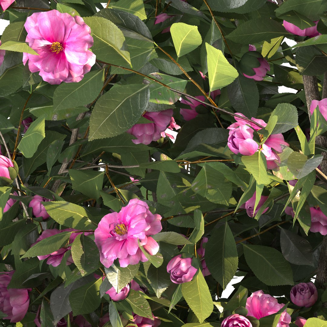 3D Camellia 03 Model - TurboSquid 1899805