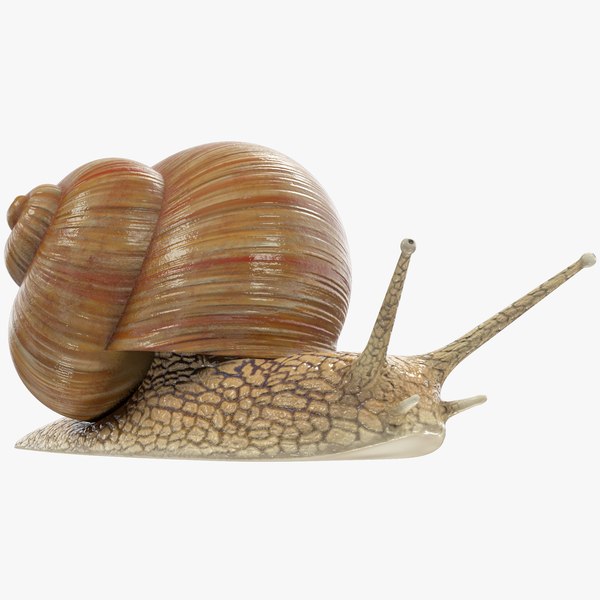 Snail 3D Models for Download | TurboSquid