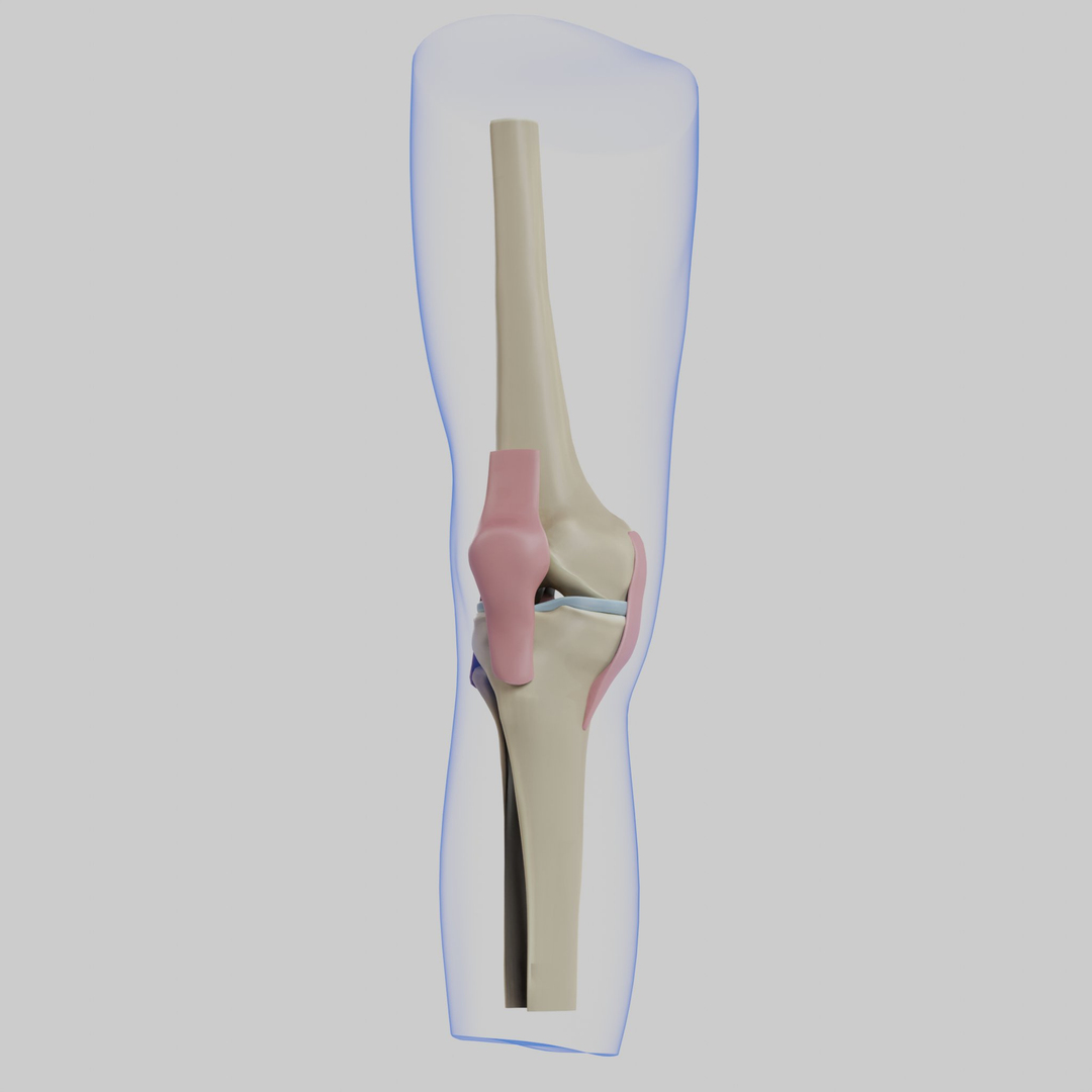 3D Knee Anatomy - TurboSquid 1959434