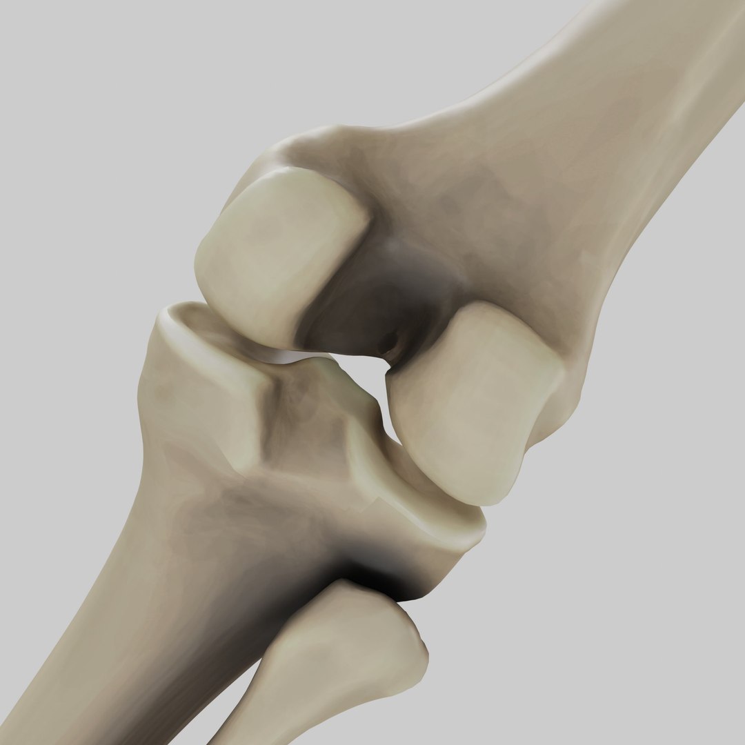 3D Knee Anatomy - TurboSquid 1959434