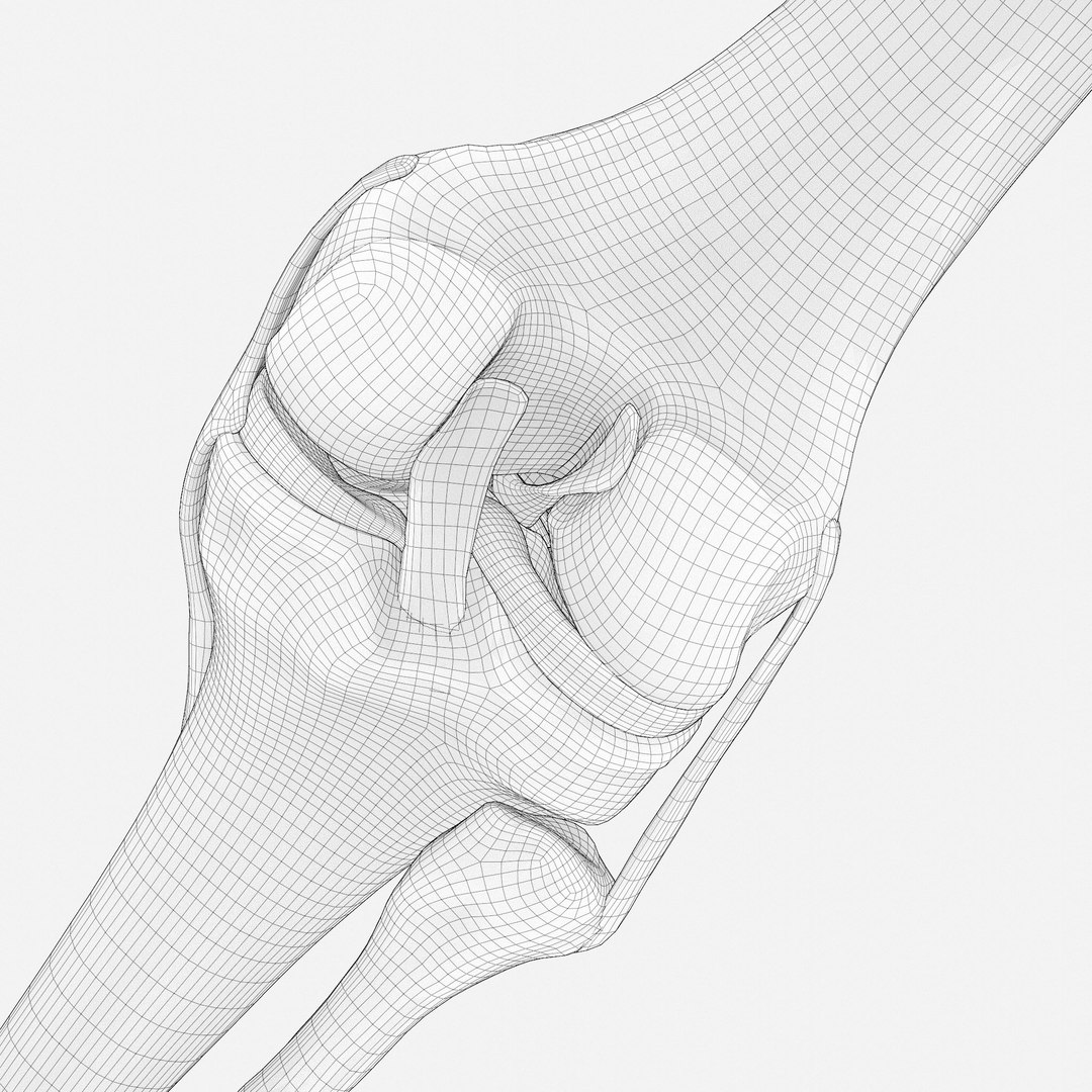 3D Knee Anatomy - TurboSquid 1959434