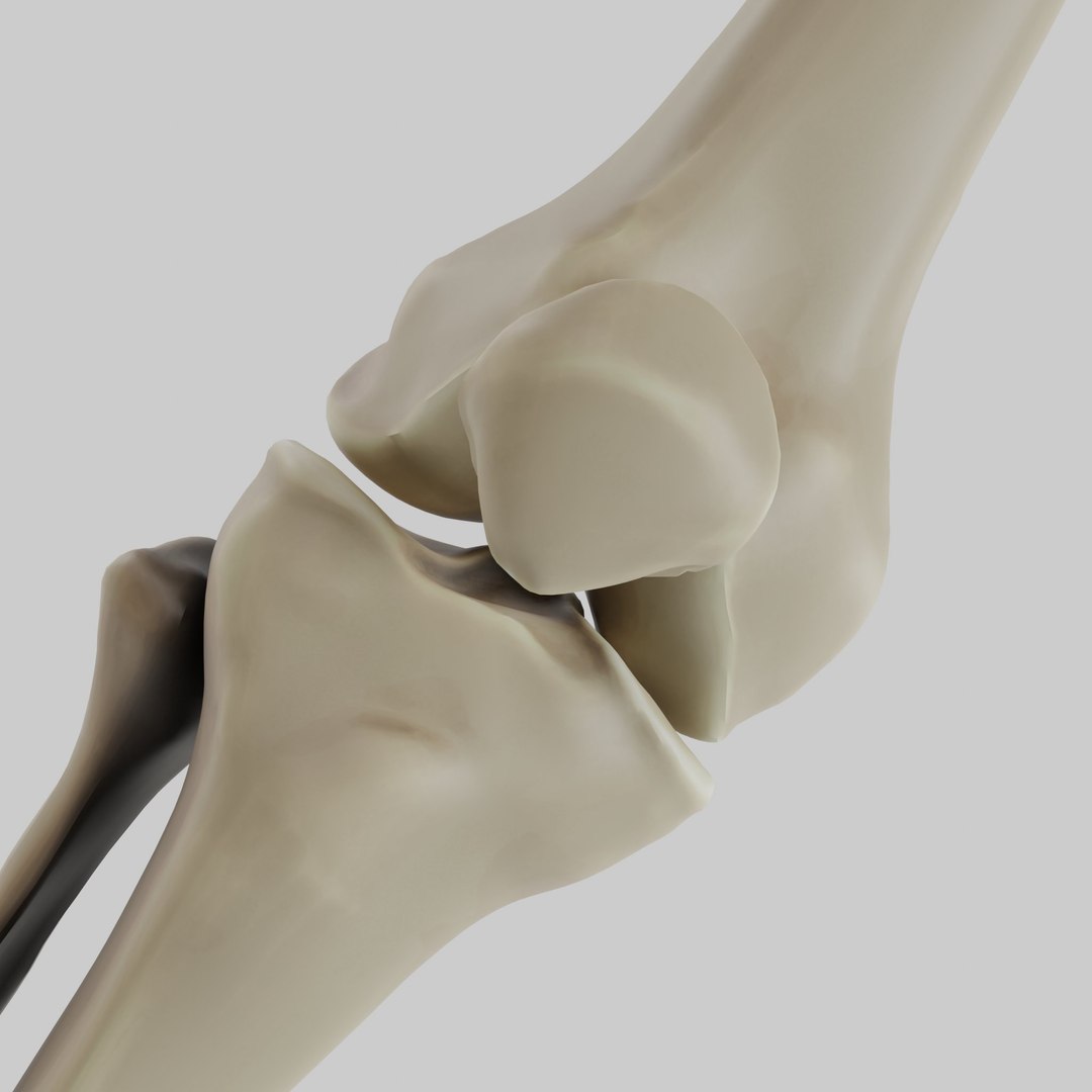 3D Knee Anatomy - TurboSquid 1959434