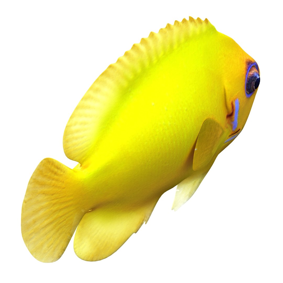 3dsmax lemon lauwiliwili tropical fish