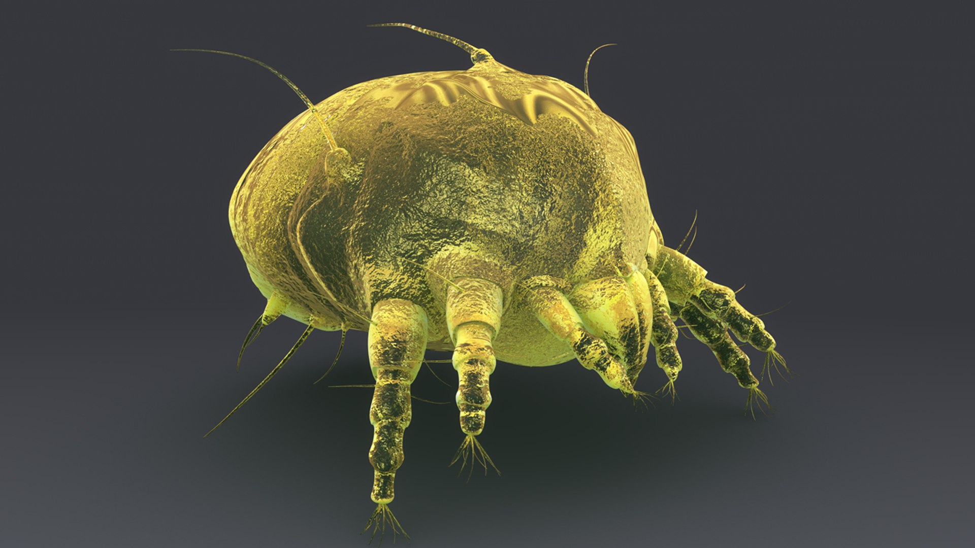 3d Model Sarcoptes Scabiei Itch