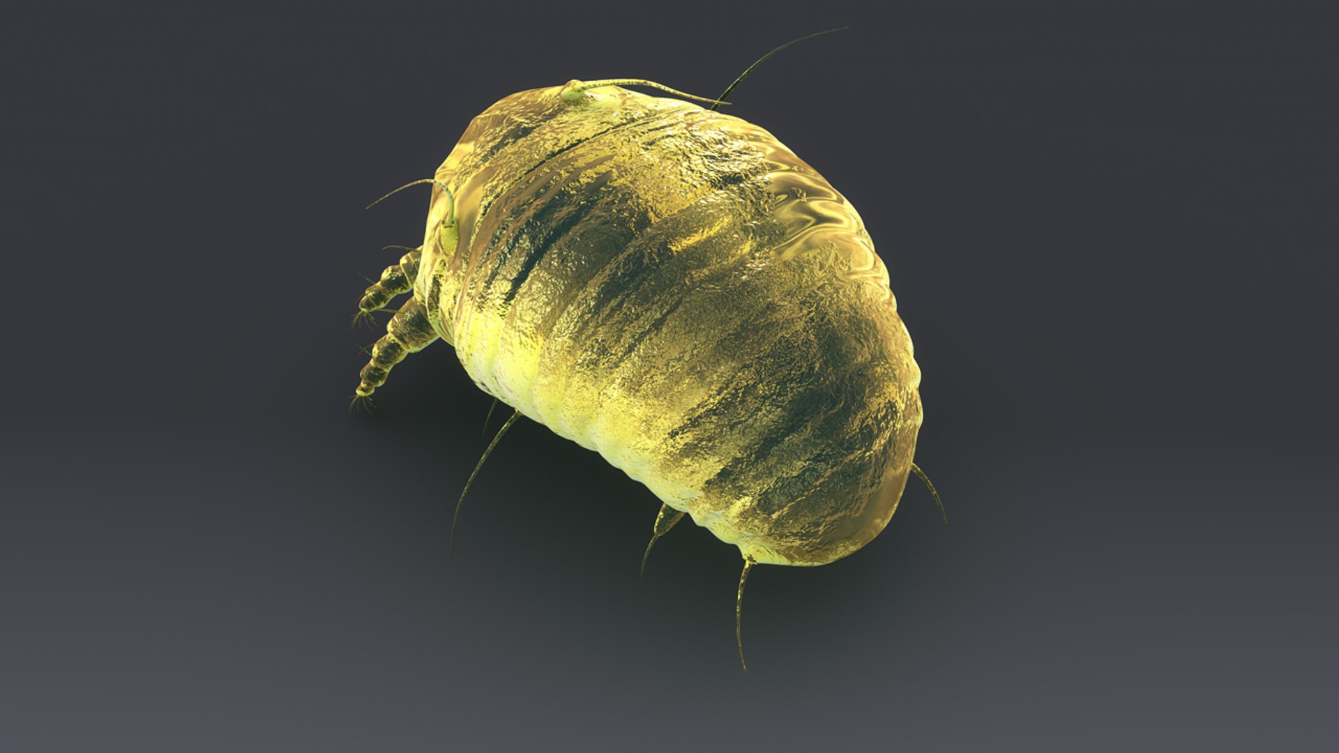 3d Model Sarcoptes Scabiei Itch