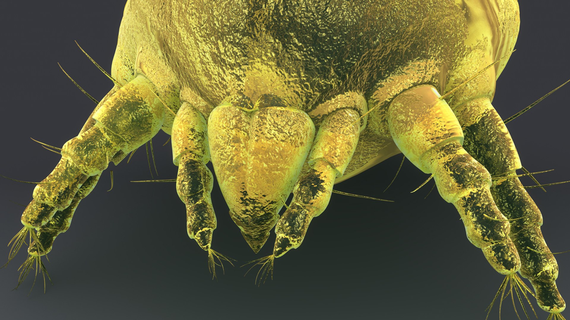 3d Model Sarcoptes Scabiei Itch