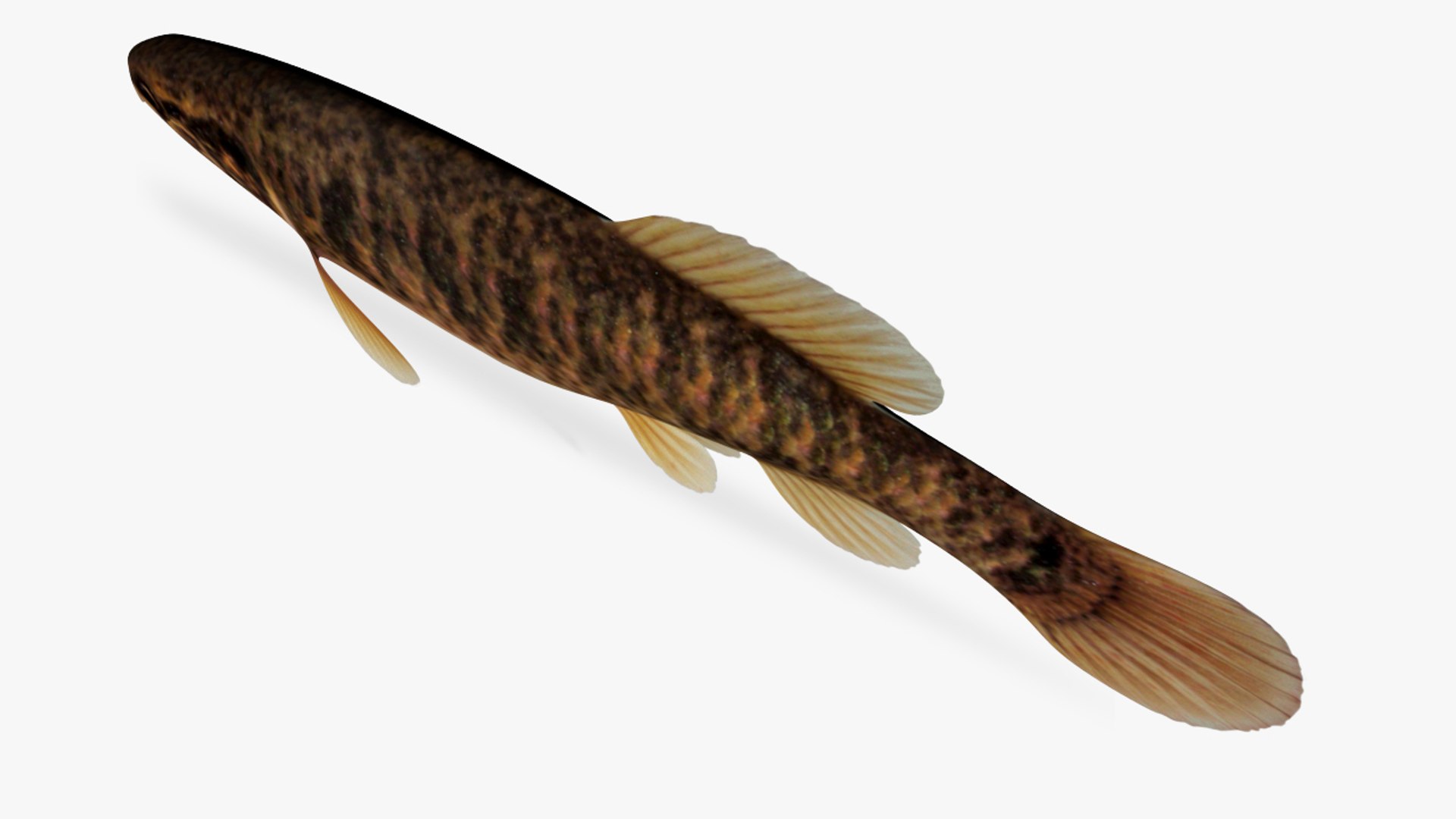 Central Mudminnow 3D Model - TurboSquid 1372716