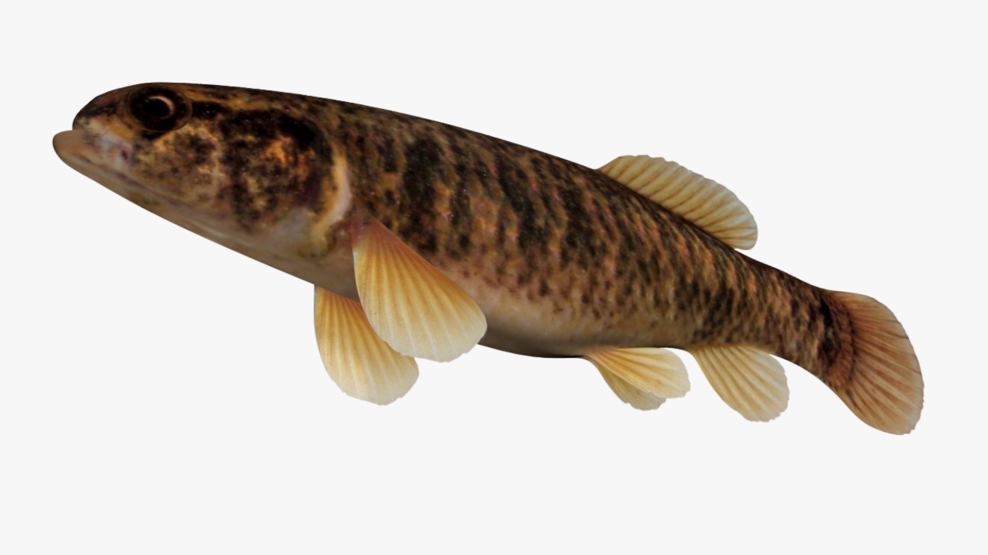 Central Mudminnow 3D Model - TurboSquid 1372716