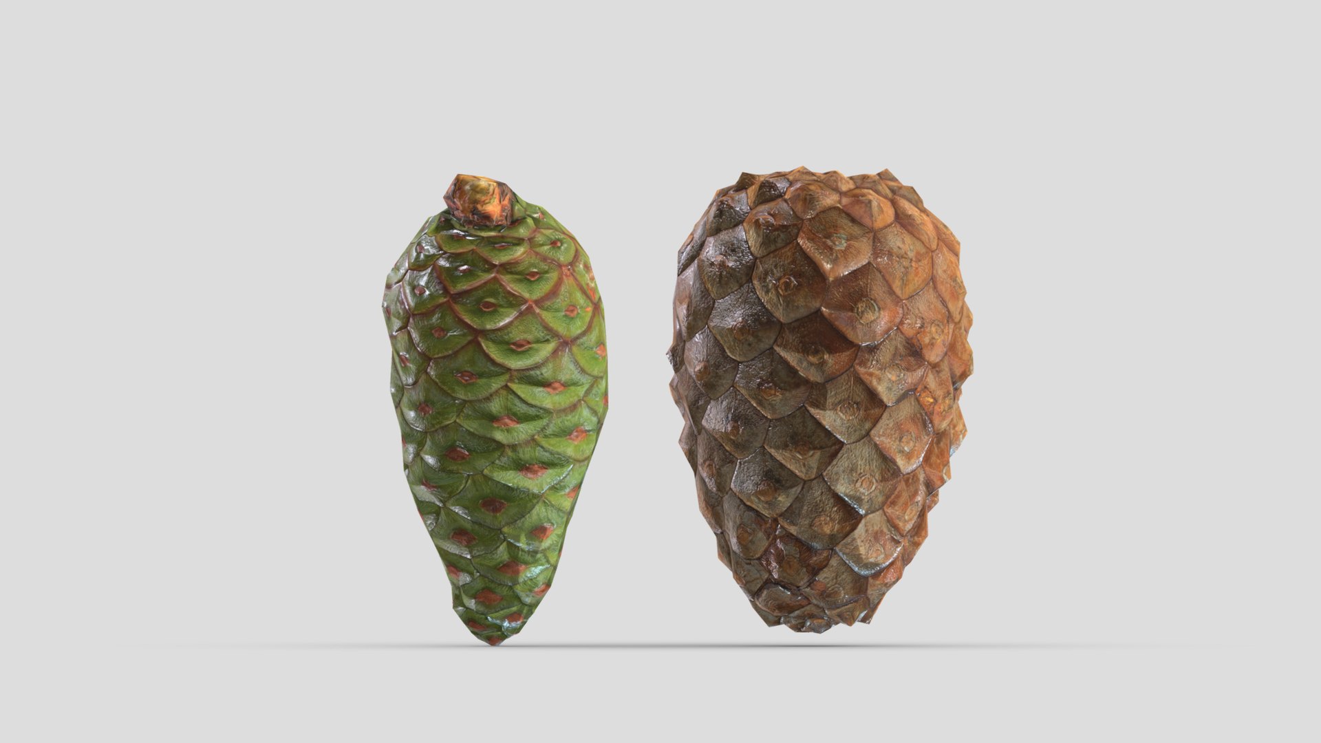3D Pine Cone 2 Low PoLy Model - TurboSquid 2251457