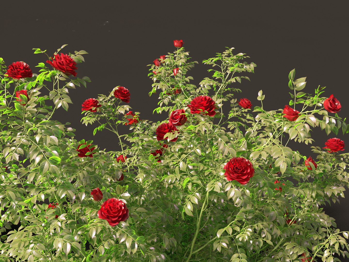 3D Rose - The Genus Rosa Model - TurboSquid 2149563