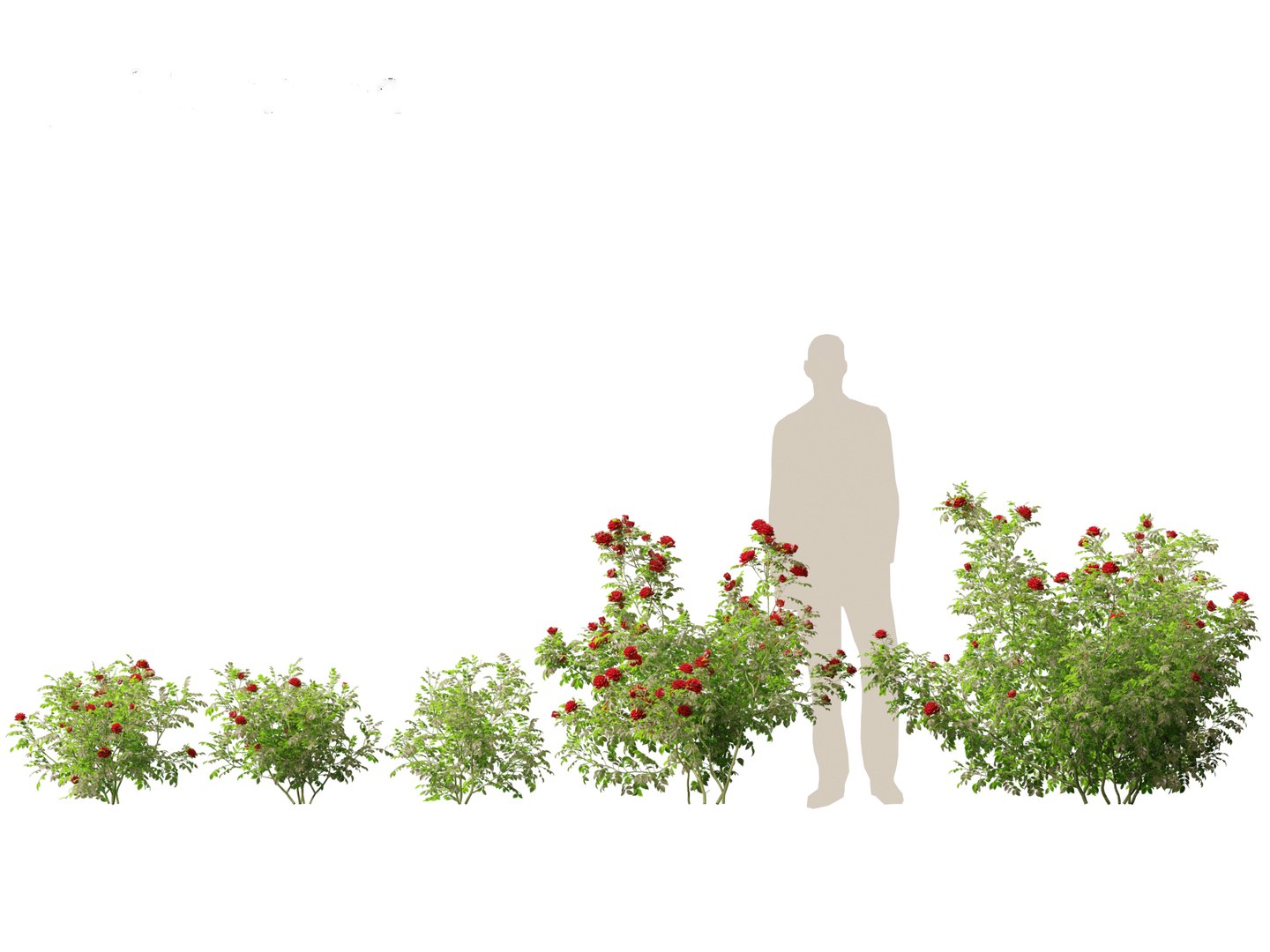 3D Rose - The Genus Rosa Model - TurboSquid 2149563