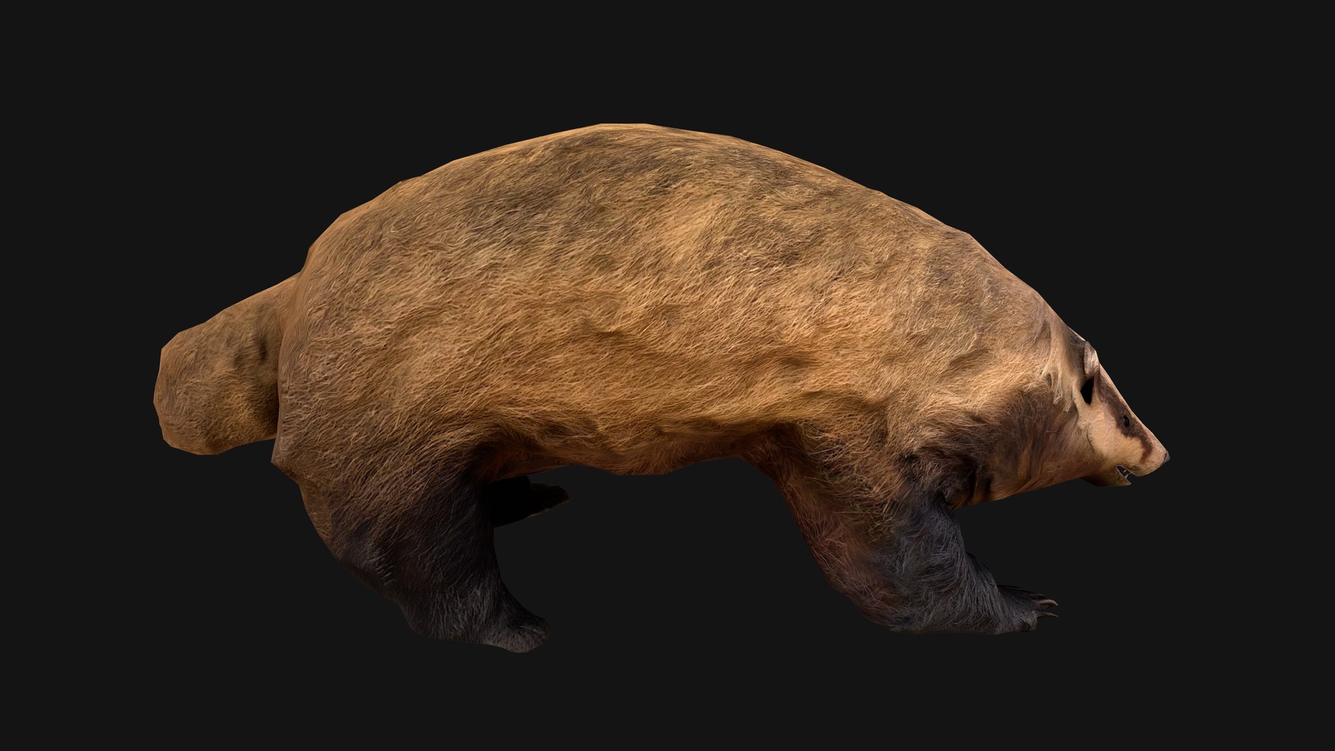 3D Badger - TurboSquid 2097073