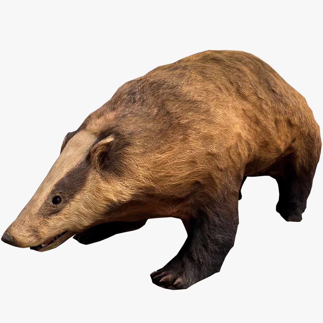3D Badger - TurboSquid 2097073