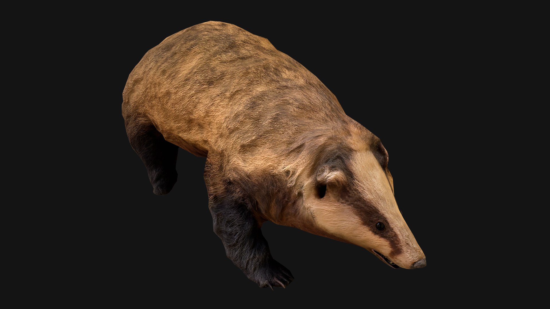 3D Badger - TurboSquid 2097073
