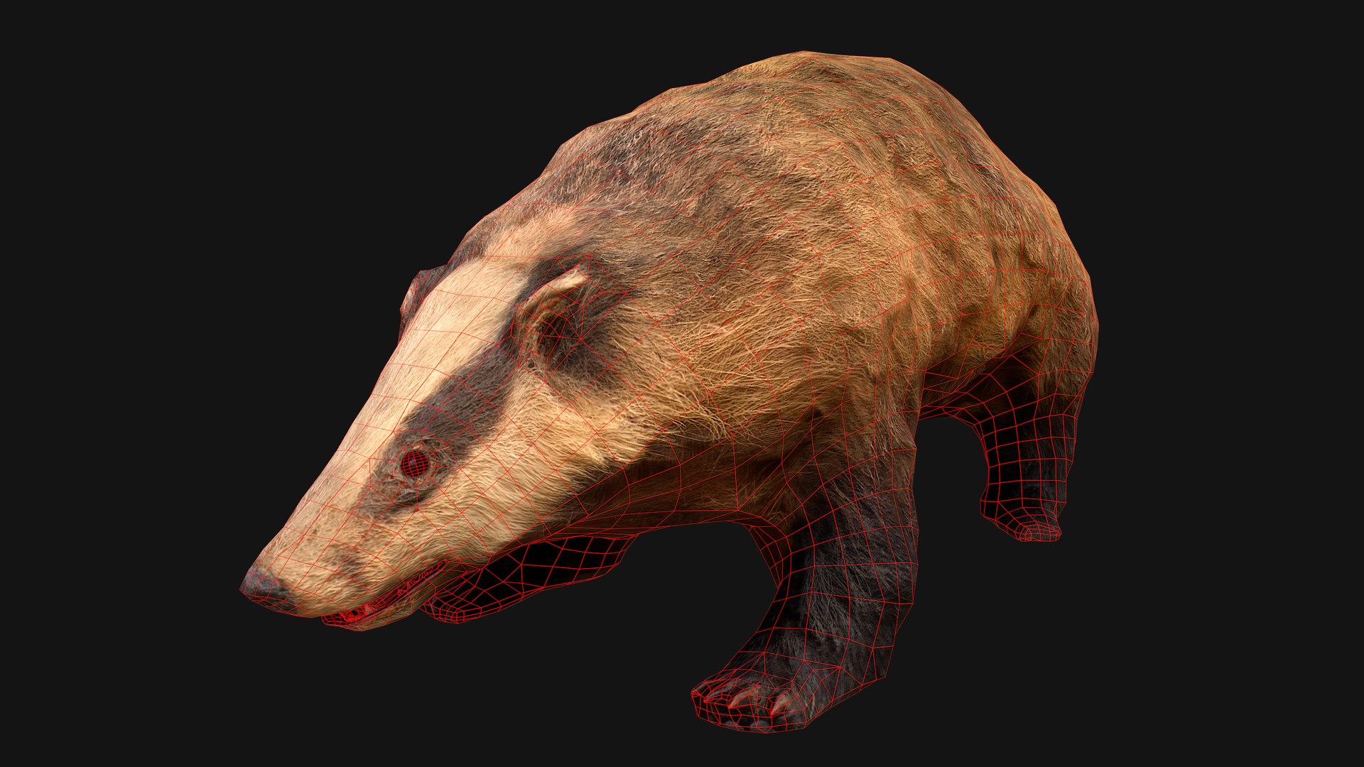 3D Badger - TurboSquid 2097073