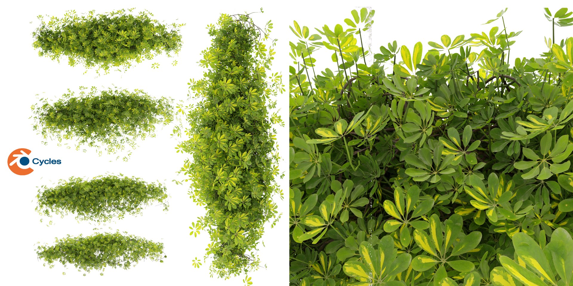 modelo 3d Collection plant vol 494 - Outdoor - bush - ivy - Schefflera ...