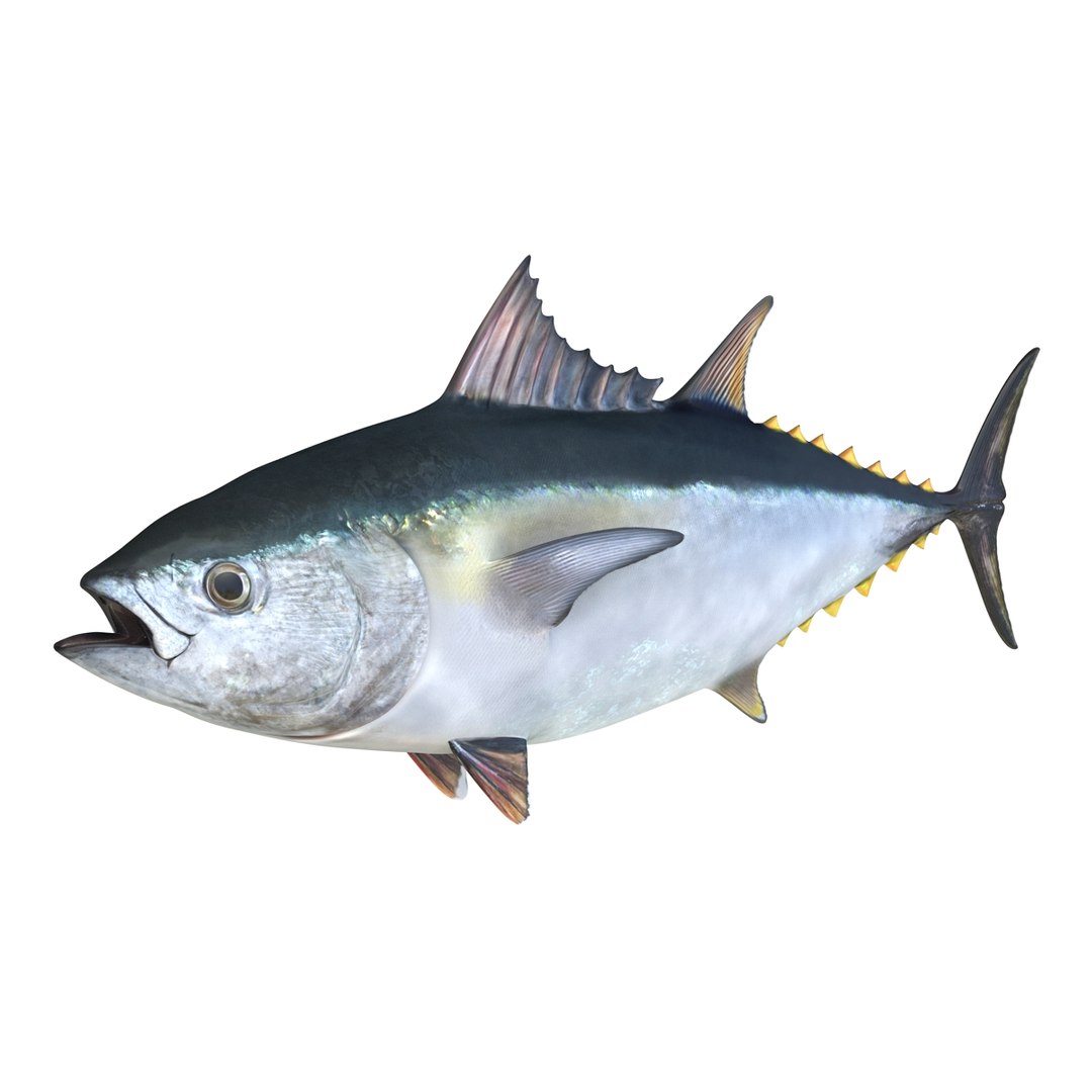tuna fish rigged 3d model