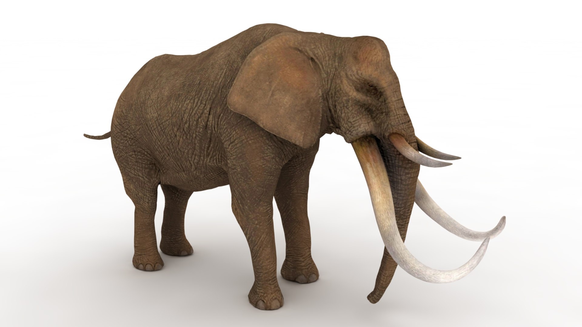Elephant 3D - TurboSquid 2358400