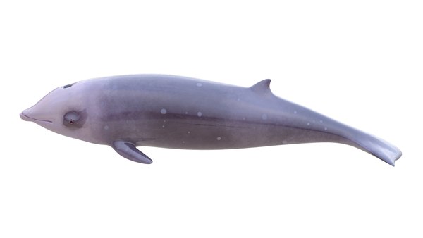 modelo 3d Ballena picuda de Cuvier - TurboSquid 1550975