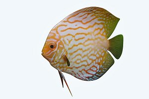 3D Discus Fish Models - Browse & Download Formats - TurboSquid
