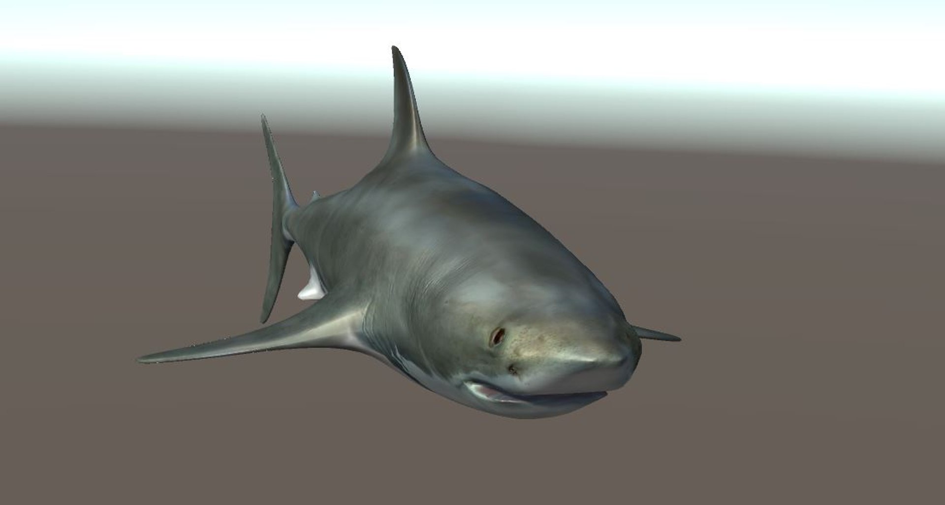 Shark 3d Model