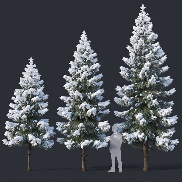 3d model spruce