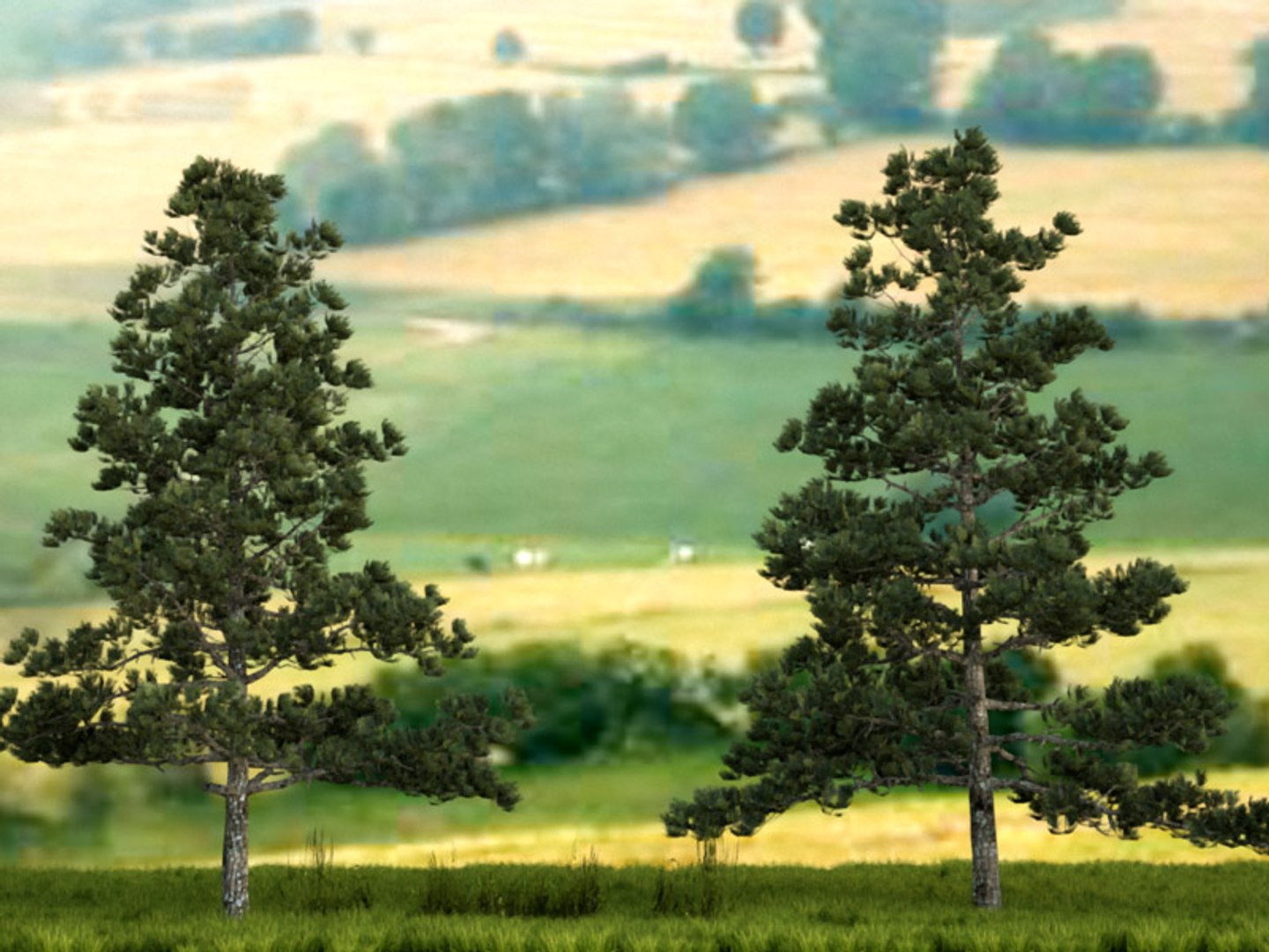 3d Model Pine Trees