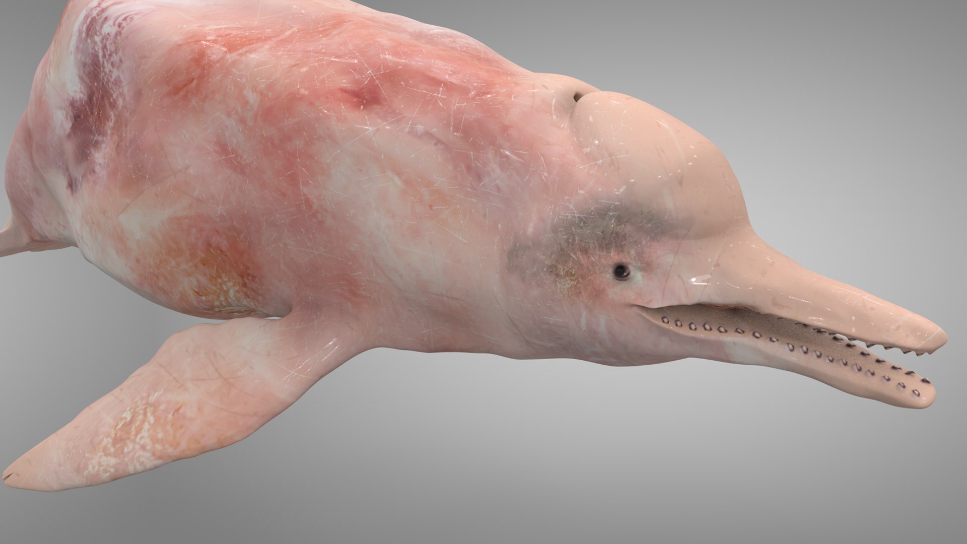 Amazon River L142 Animate 3D - TurboSquid 1412992