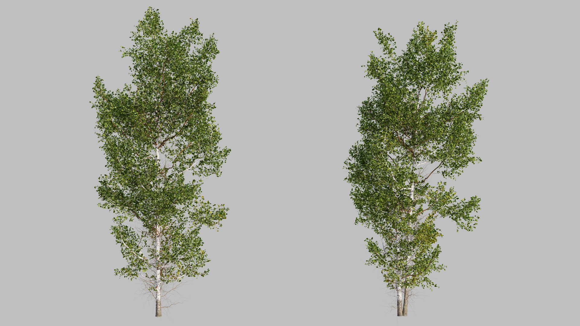 3D Aspen Animated Tree Model - TurboSquid 2252928