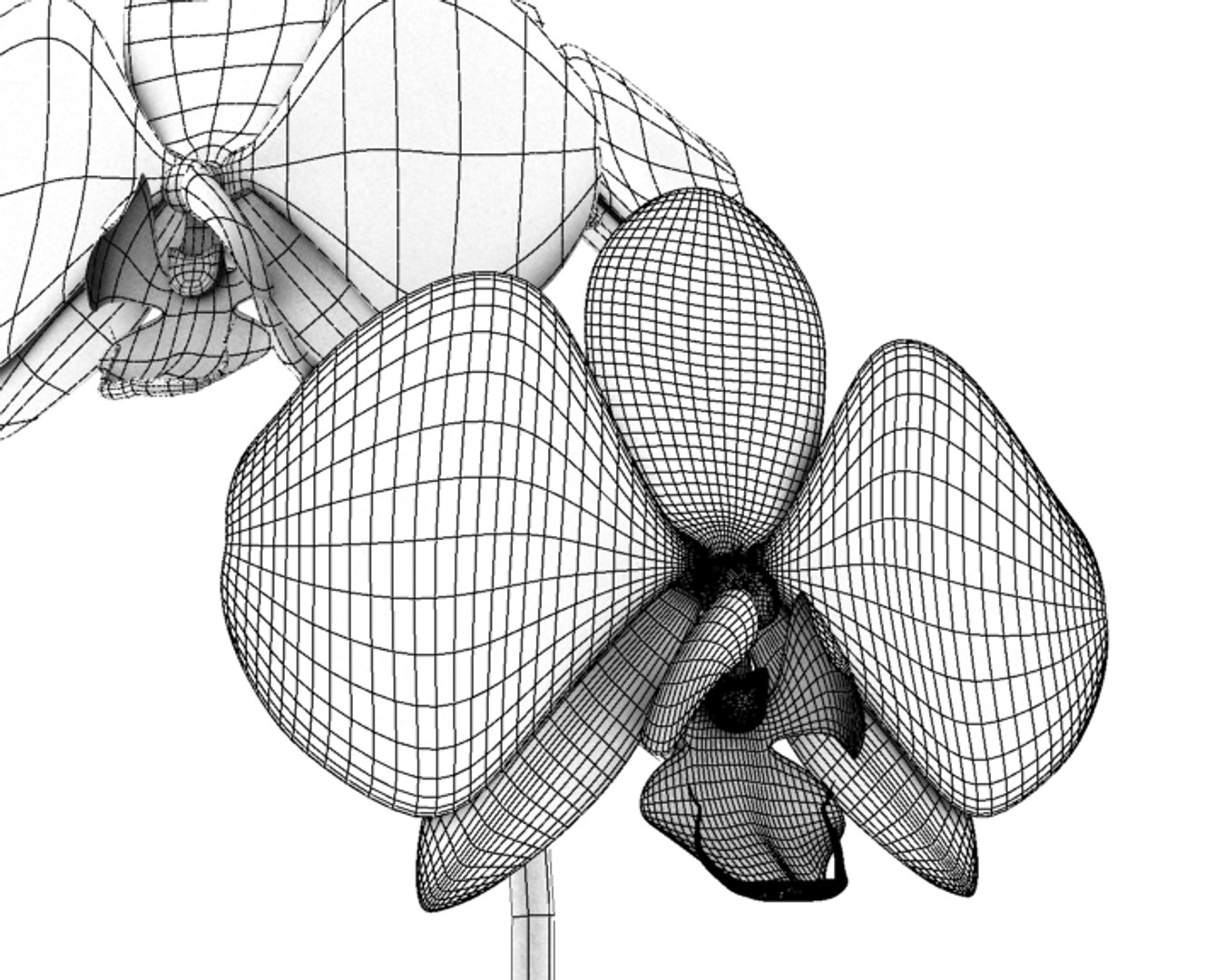3d Orchid Flower