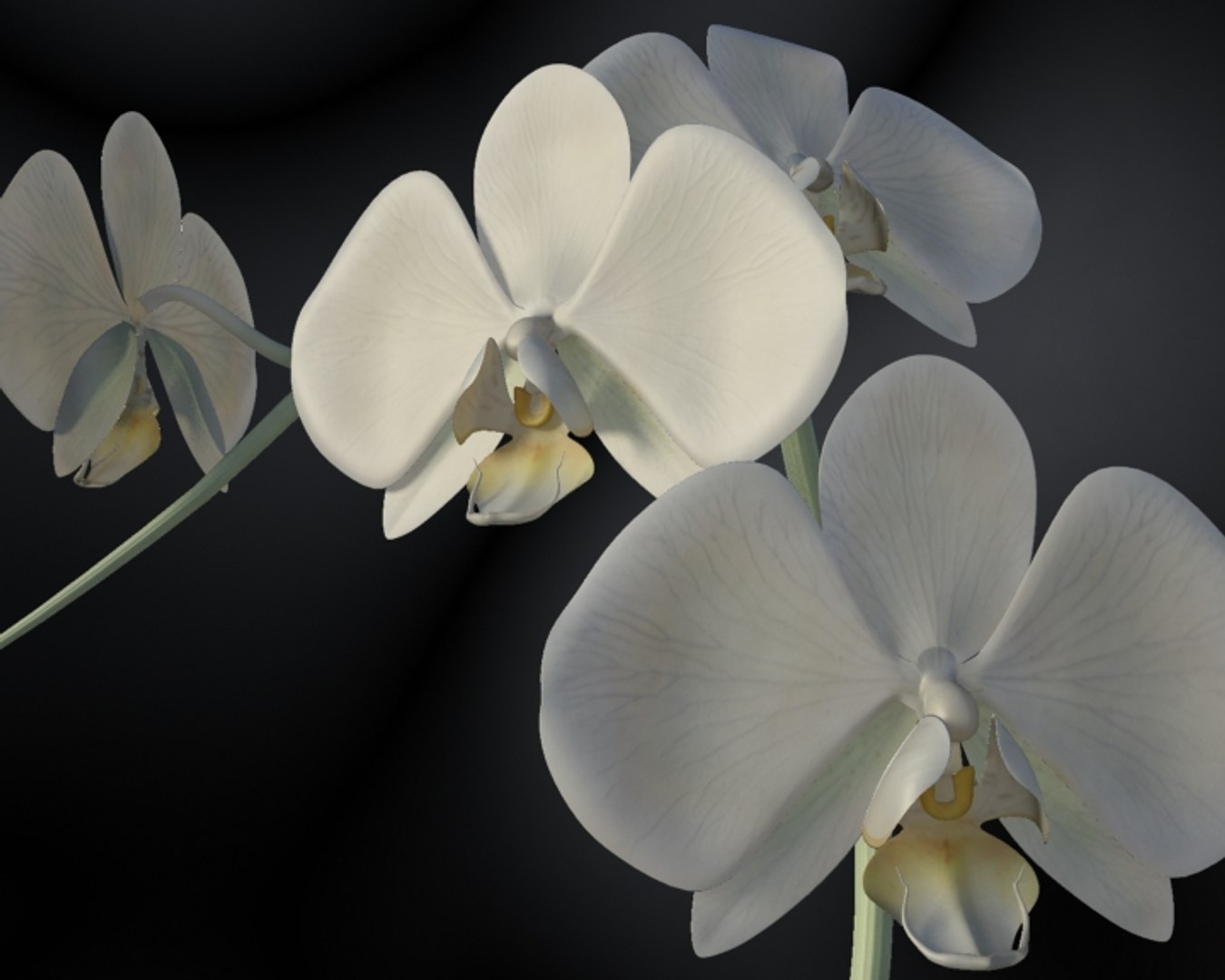 3d Orchid Flower