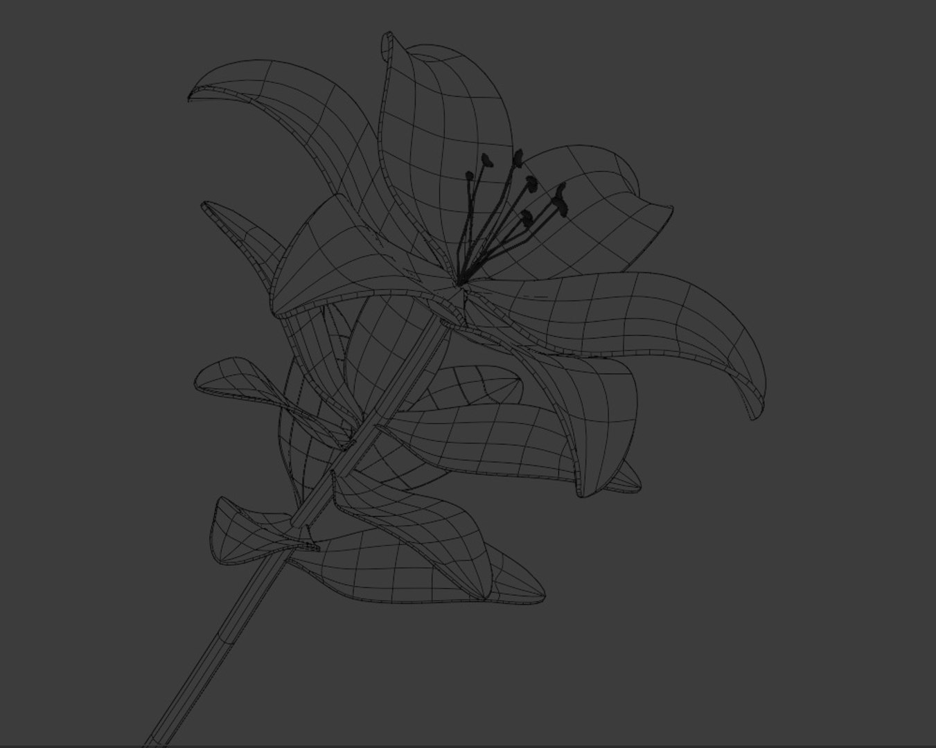 Lily Flower Model - TurboSquid 1656966