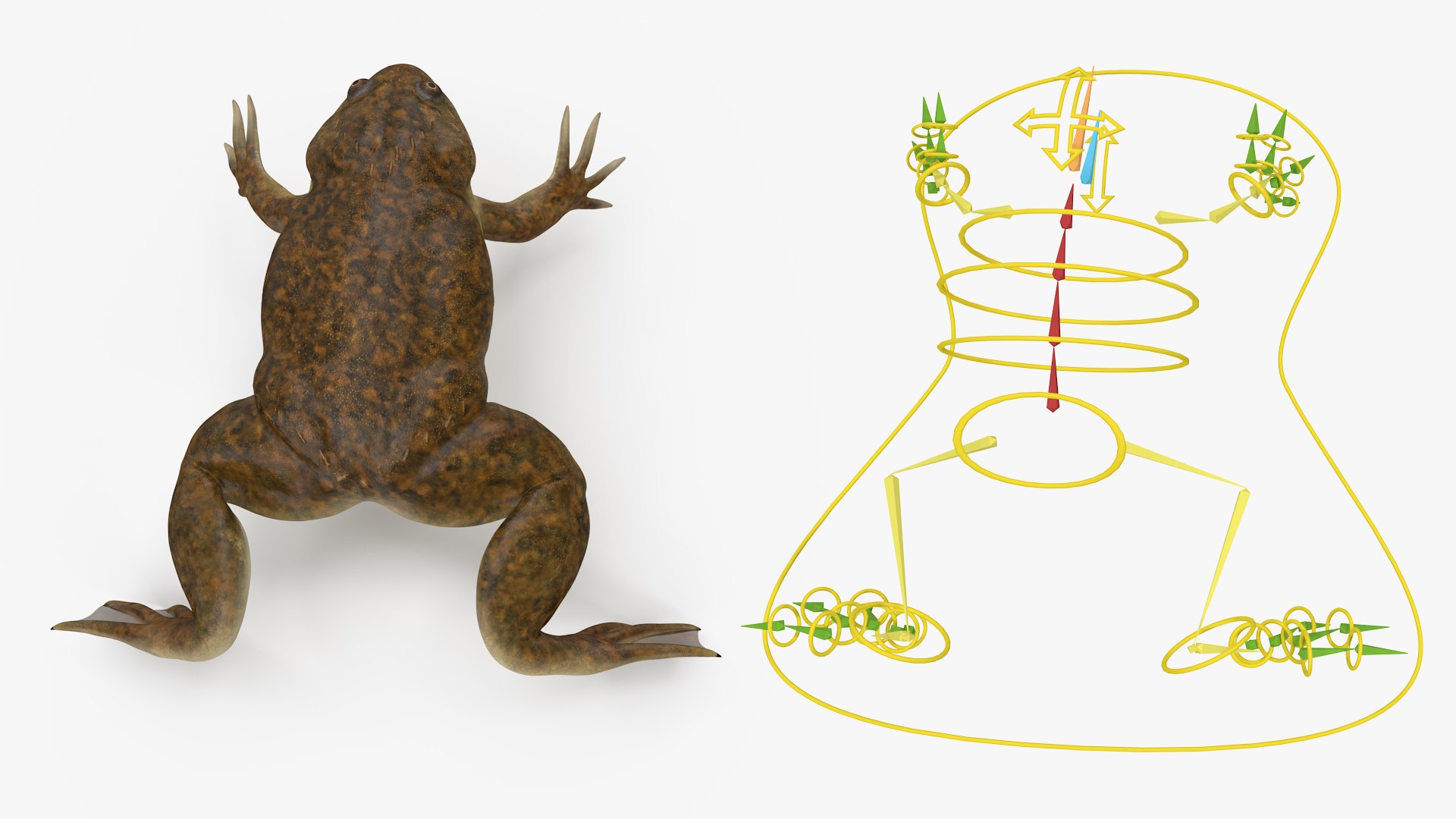 African Claw-toe Frog Rigged 3D Model - TurboSquid 2131019