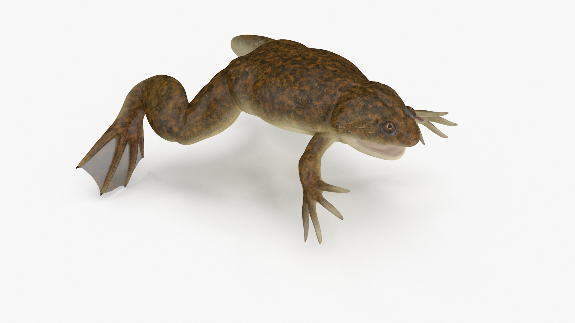 African Claw-toe Frog Rigged 3D Model - TurboSquid 2131019